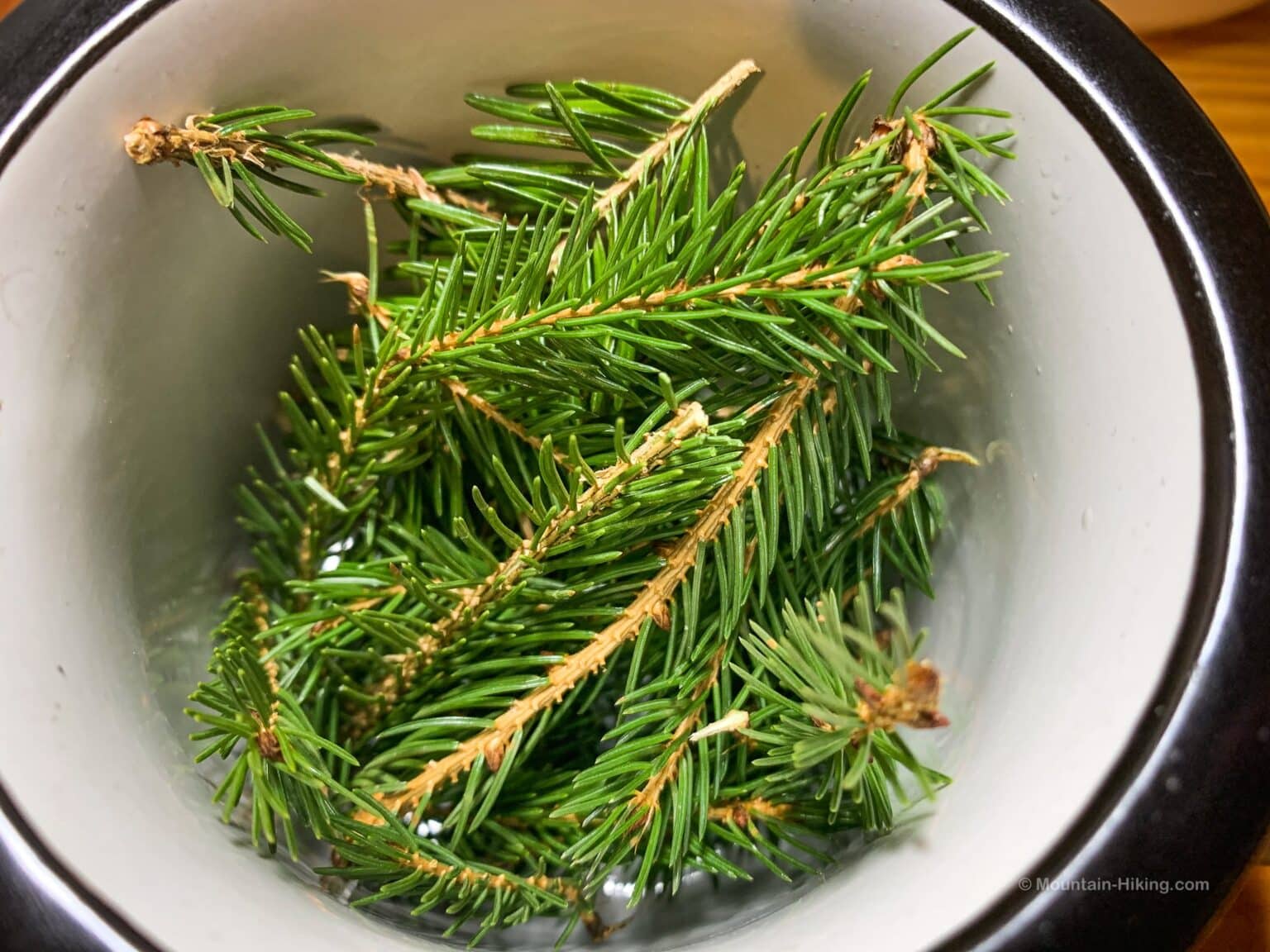 How to Make Pine Needle Tea | Healthy Forest Foods