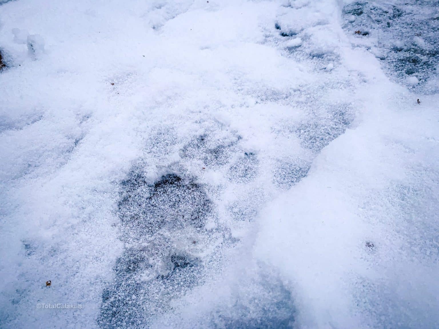 How to Identify Bear Tracks in Snow | Tracking