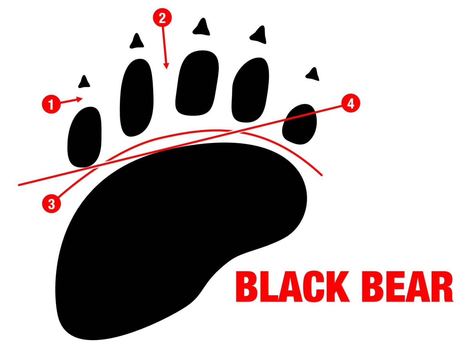 How to Identify Bear Tracks in Snow | Tracking