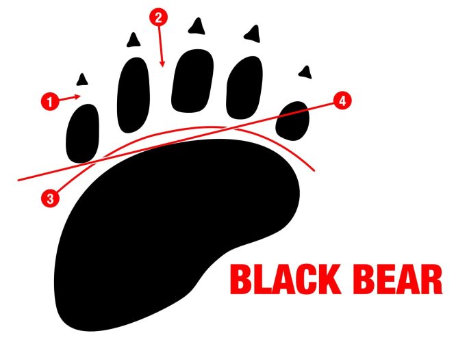 How to Identify Bear Tracks in Snow | Tracking