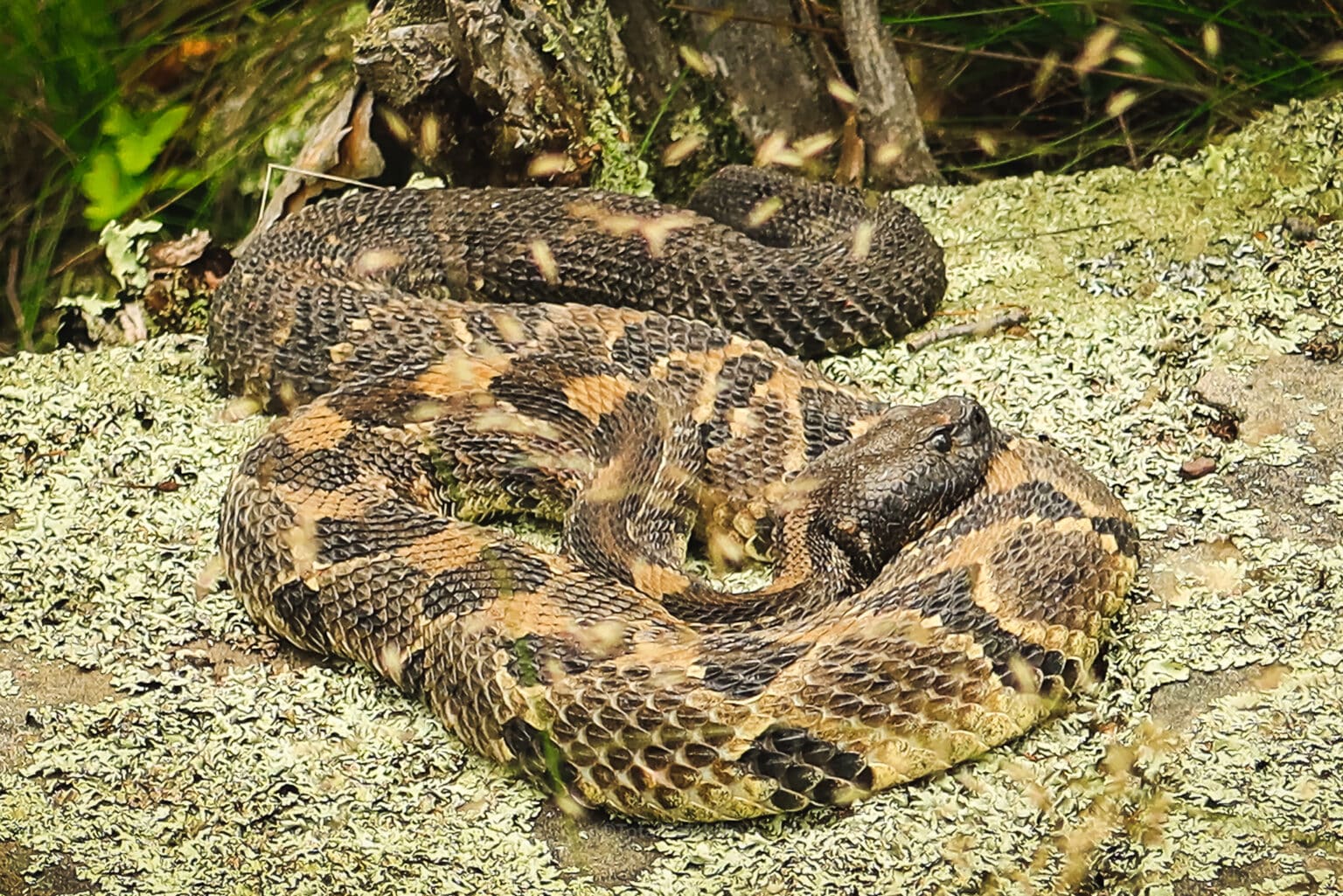 Rattlesnakes in the Catskills: A Hiker’s Guide | Mountain-Hiking.com